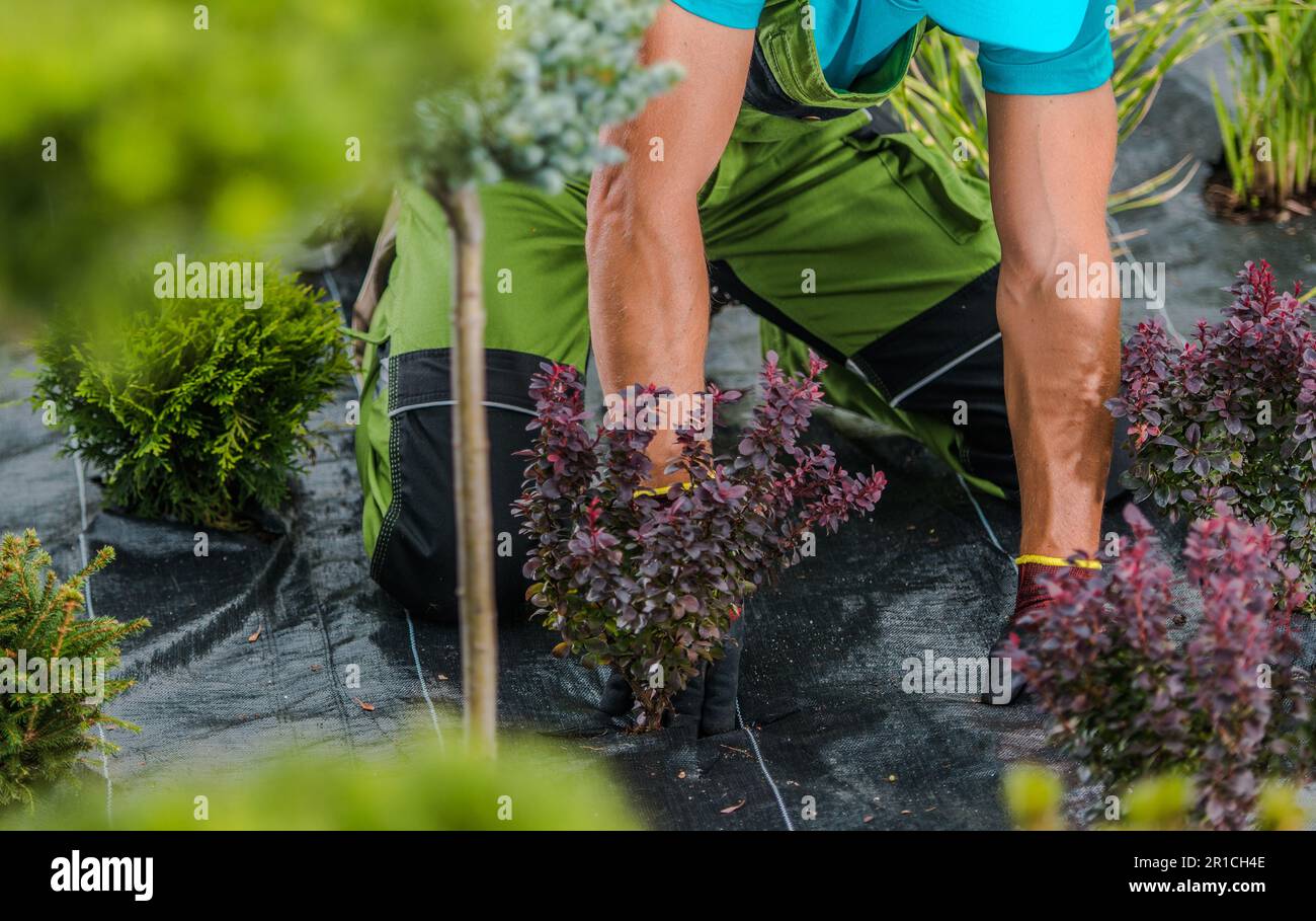 Gardener Planting New Decorative Plants. Soil Covered by Weed Control ...