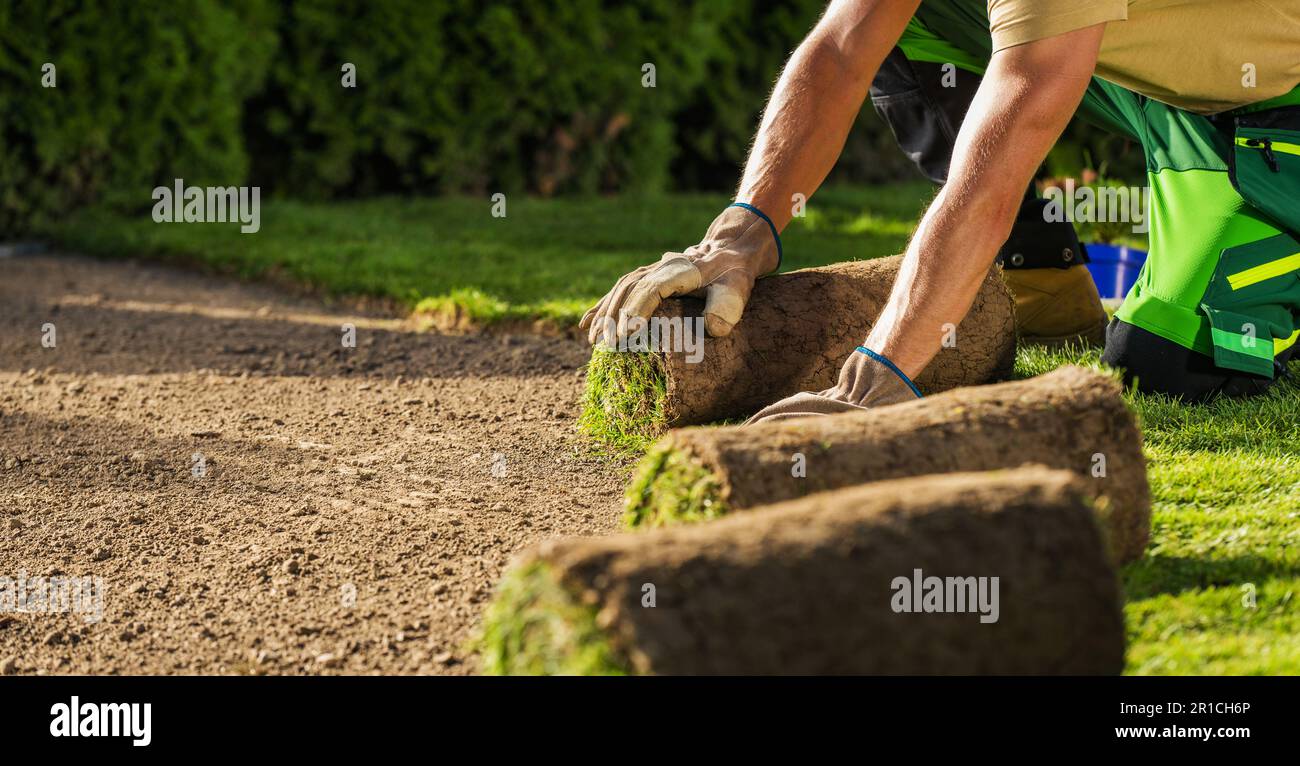 Caucasian Landscaper Planting Natural Grass Turfs on a Newly Prepared ...