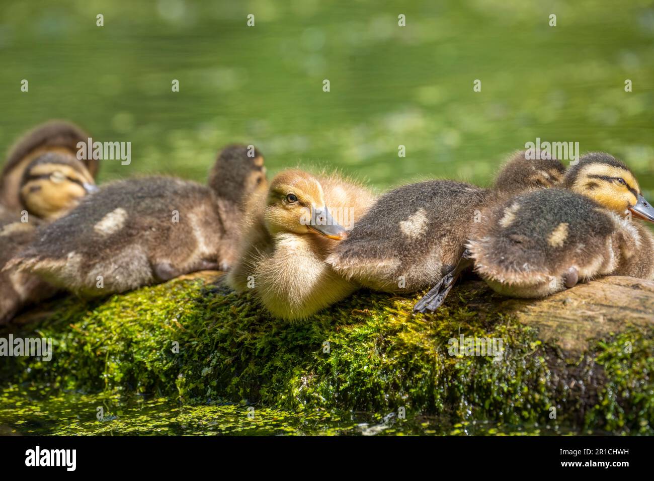 Several Mallard ducklings (Anas platyrhynchos) resting on a log ...