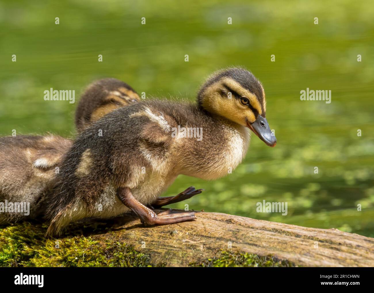 Young Mallard ducklings (Anas platyrhynchos) resting on a log partially ...
