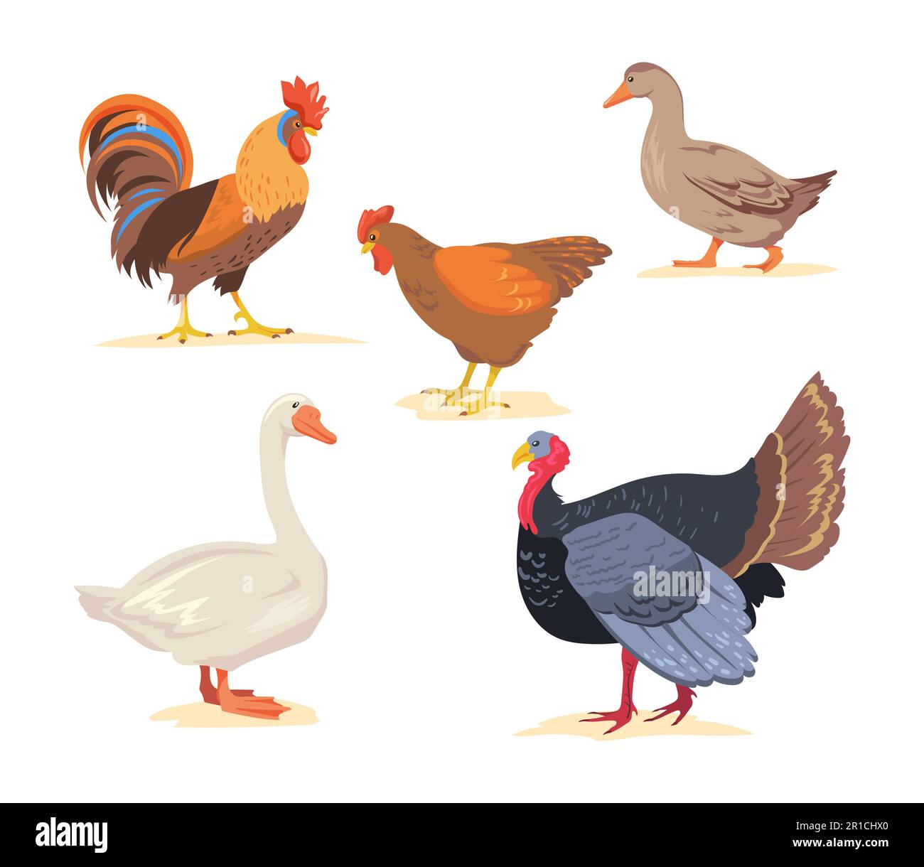 Set of cartoon farm, poultry birds flat vector illustration Stock ...