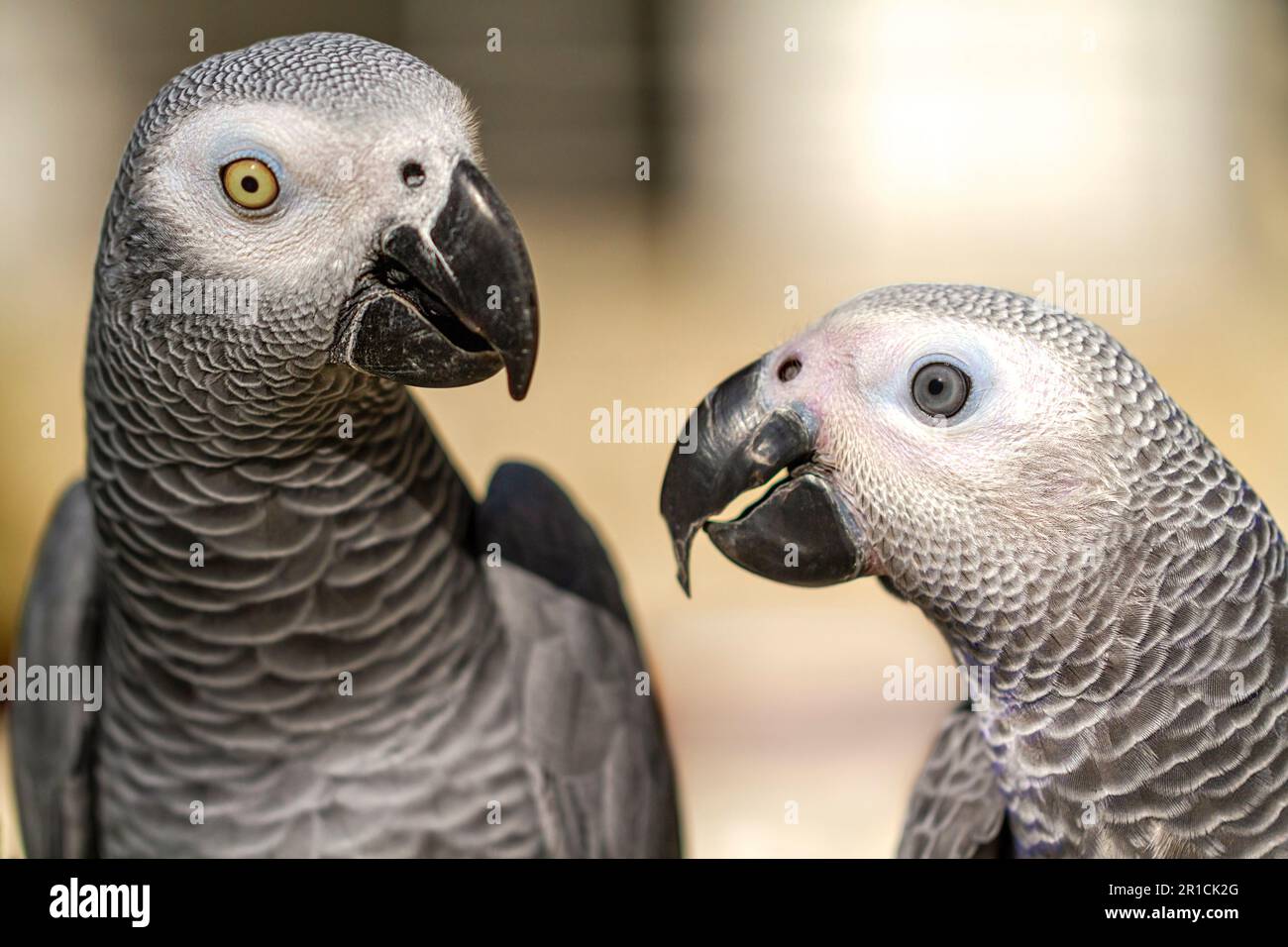 Singapore parrot trade hi-res stock photography and images - Alamy