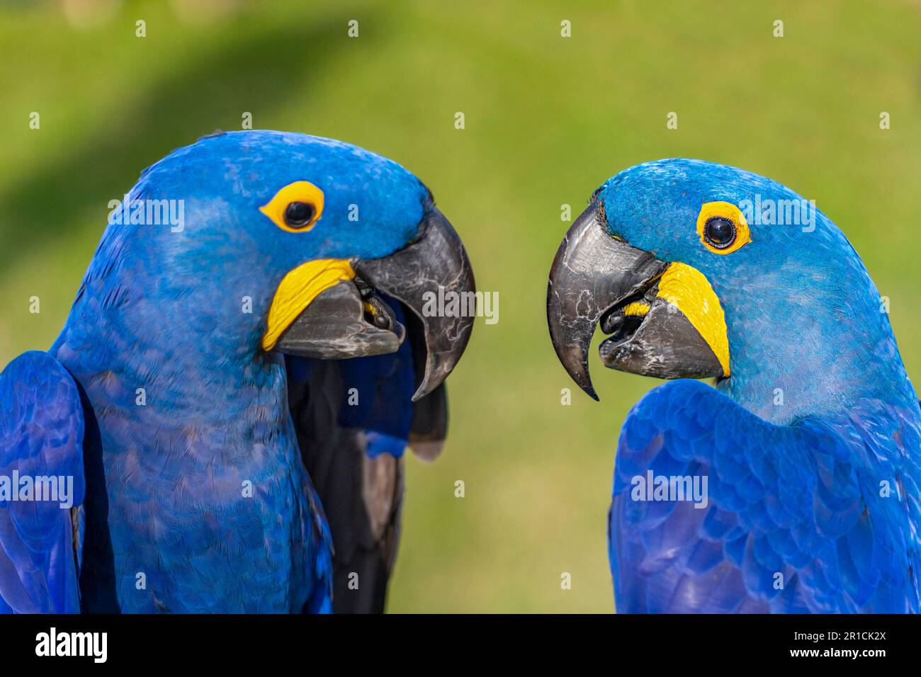 Cites appendices hi-res stock photography and images - Alamy