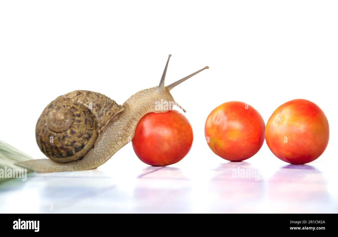 Funny snail crawling cherry's tomatoes with white background Stock ...