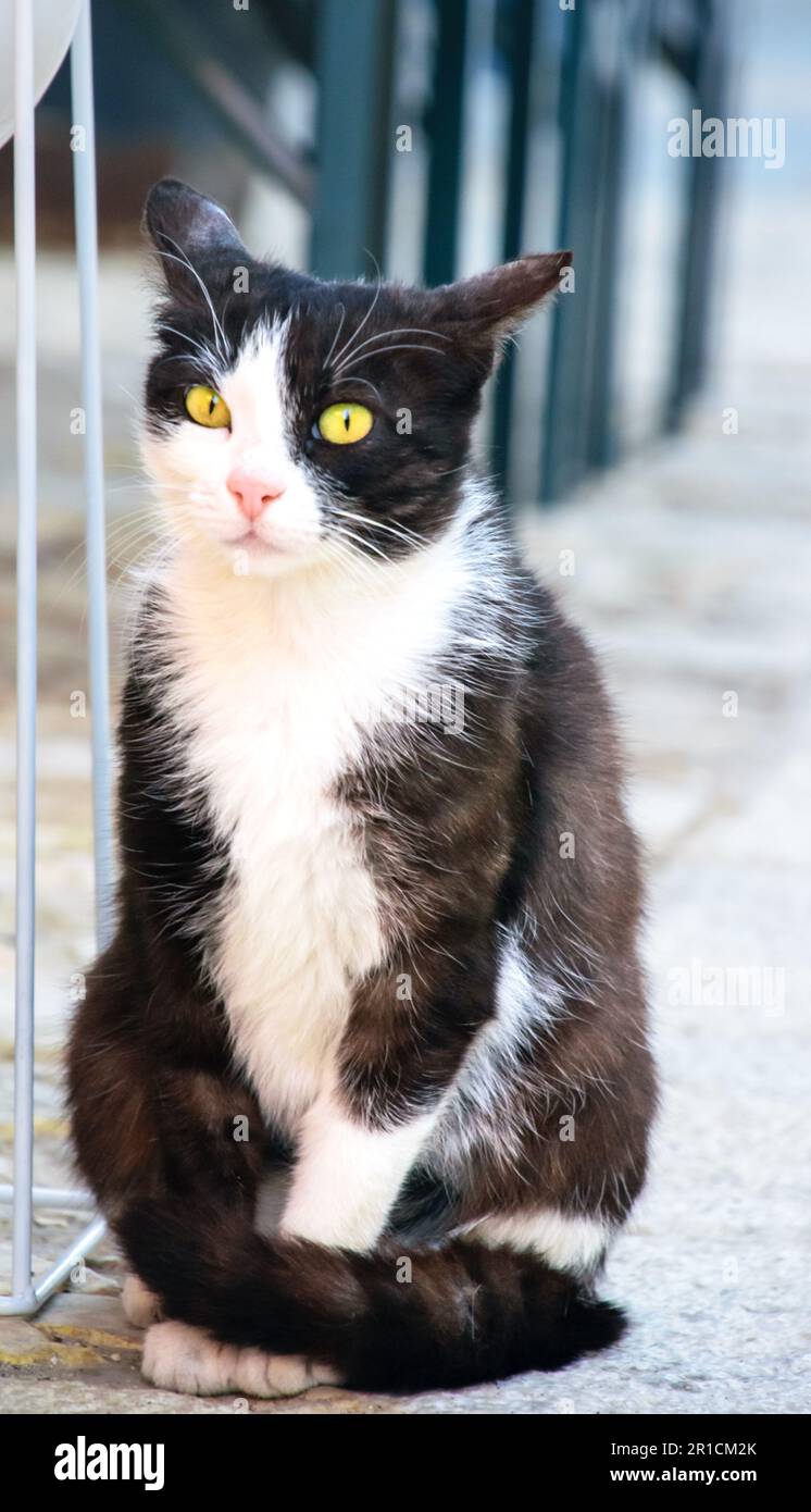 Mysterious black and white cat looking at camera in suspicious manner ...