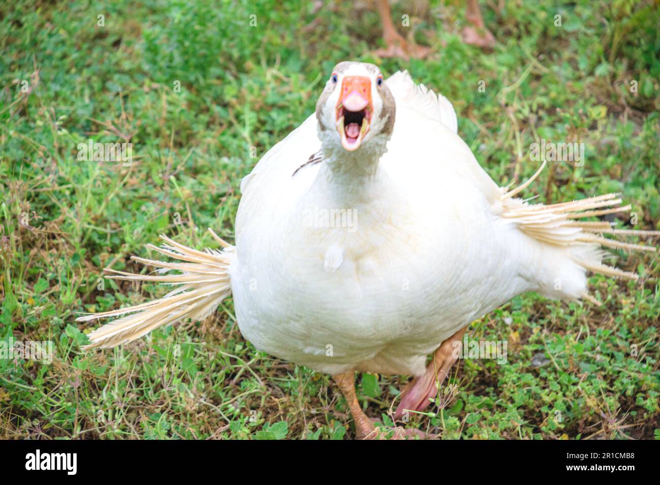 Graciosa y curiosa imagen de gansos blancos corriendo y defendiendo su ...
