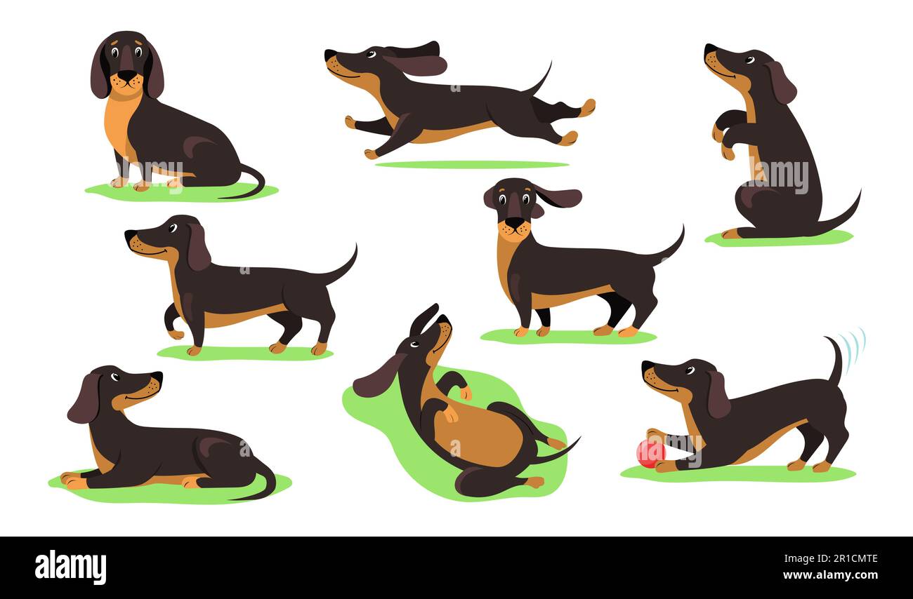 Set of happy cartoon dachshund dog flat vector illustration Stock ...