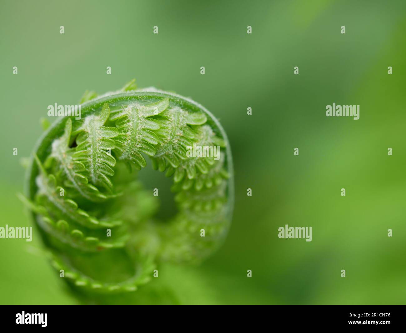 Curly fern leaf hi-res stock photography and images - Alamy