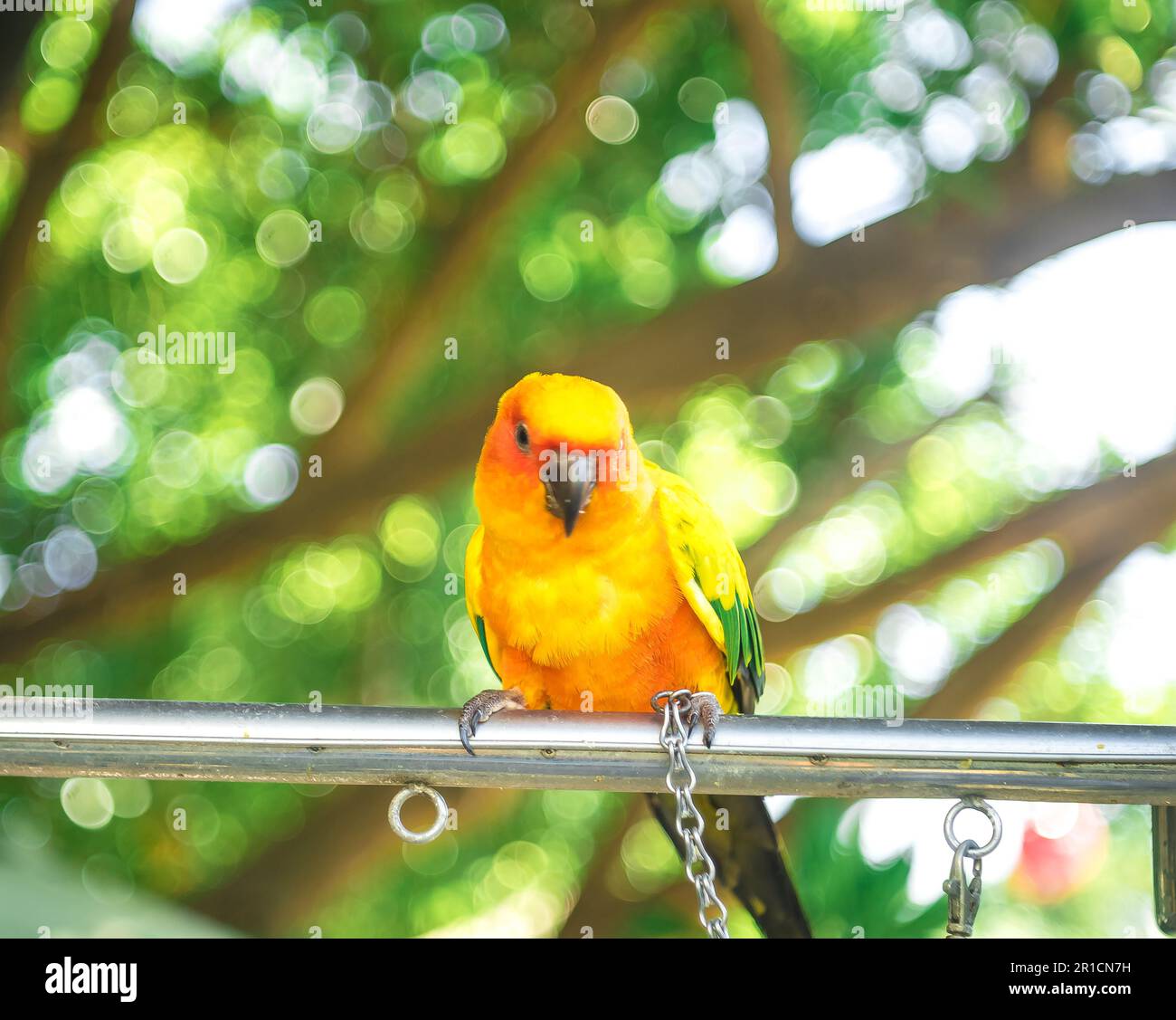 wild birds tamed by owners into submissive birds, splendidly bred ...