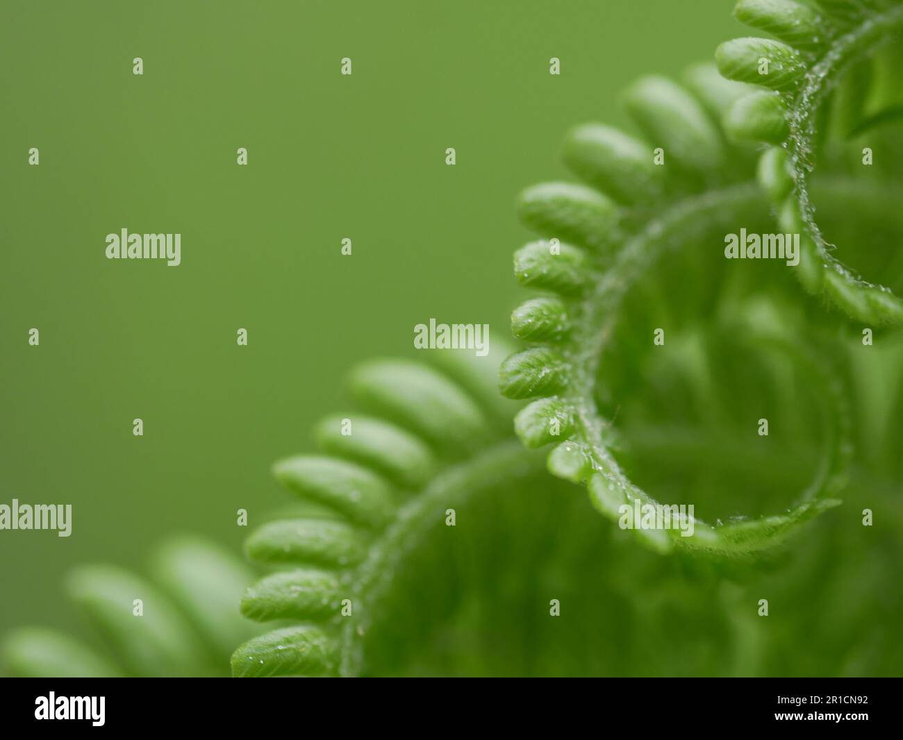 Curly fern leaf hi-res stock photography and images - Alamy