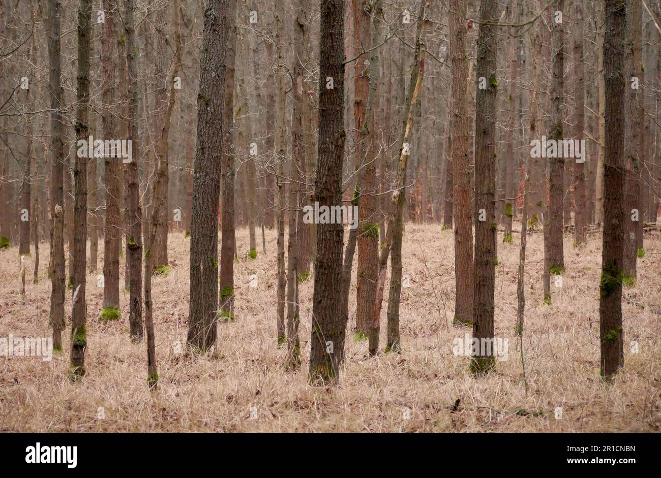 Dense forest with dead tree hi-res stock photography and images - Alamy