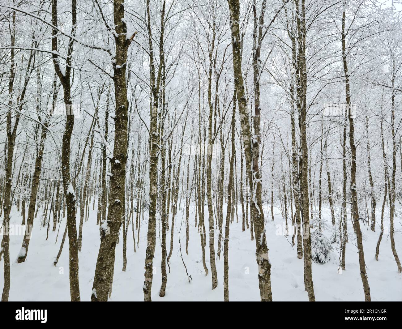 Frozen birch tree hi-res stock photography and images - Alamy