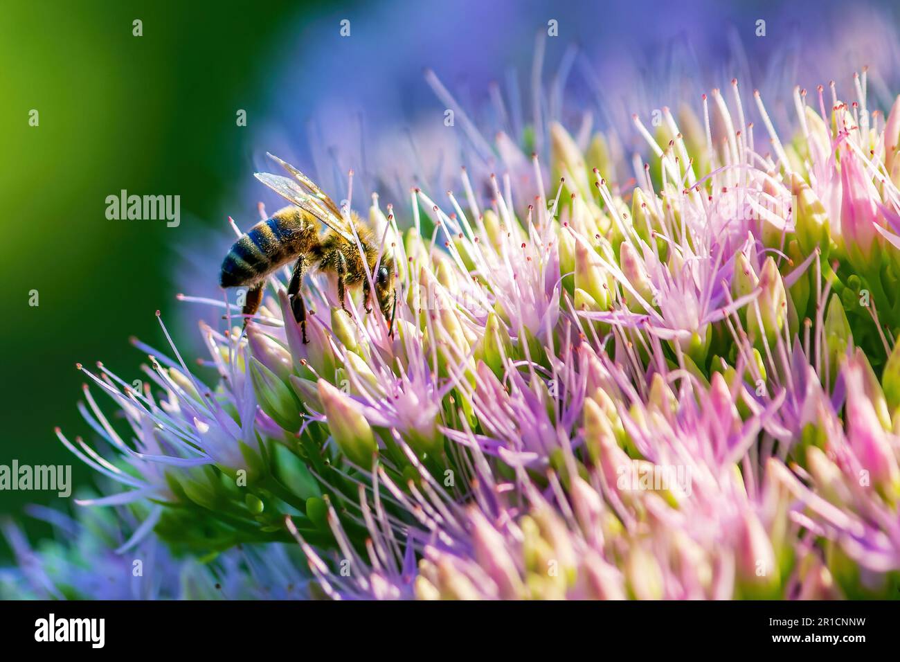 A bee on a bright big flower collects nectar. Side view. Close-up Stock ...