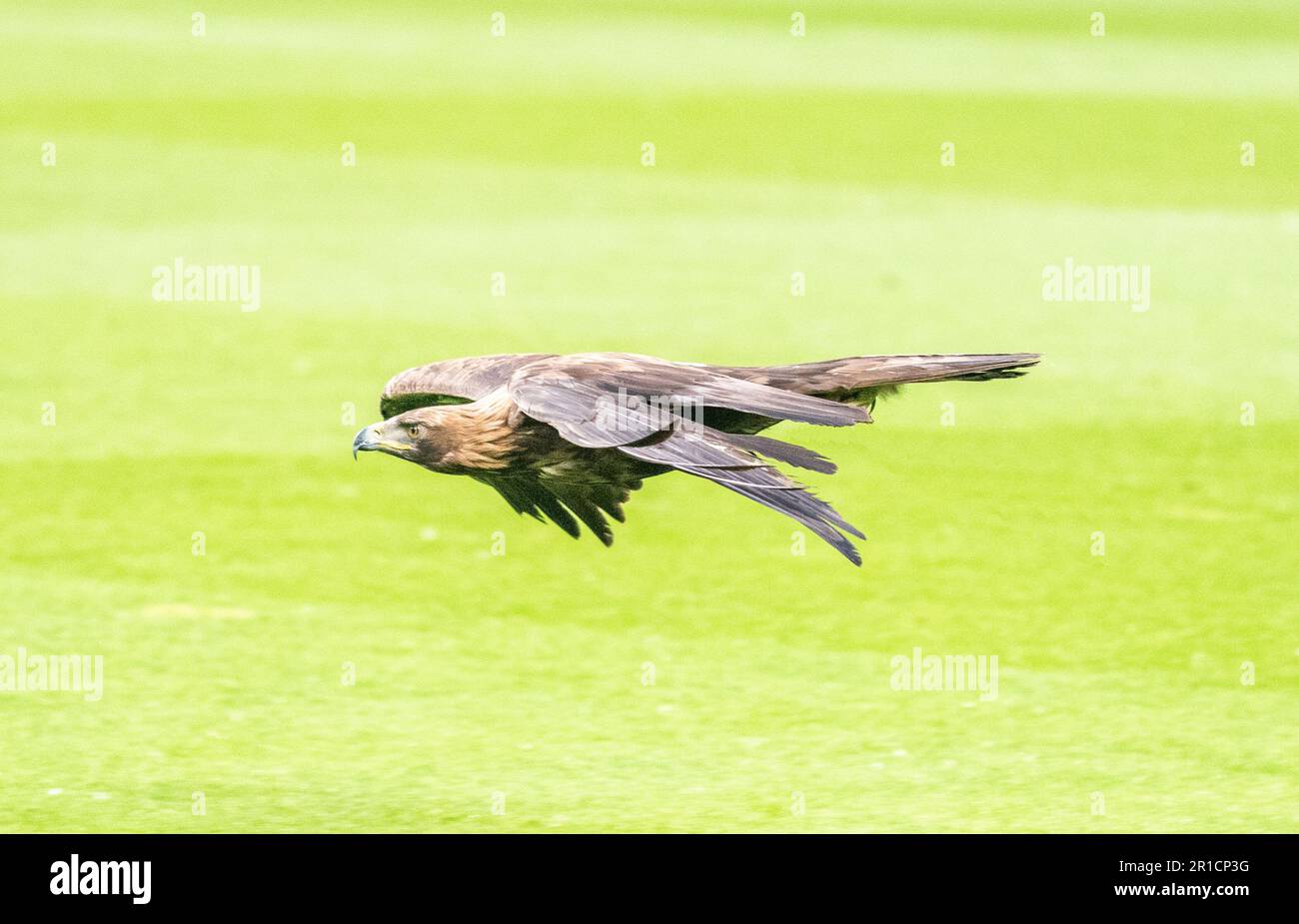 Golden eagle (Aquila chrysaetos) in flight. The golden eagle is a bird ...
