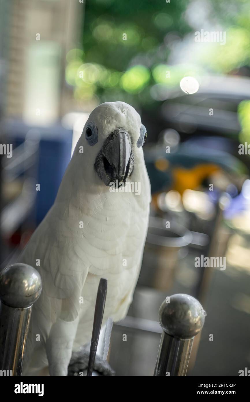 Parrot, Budgies are beautiful Close-up of parrot perching against black ...