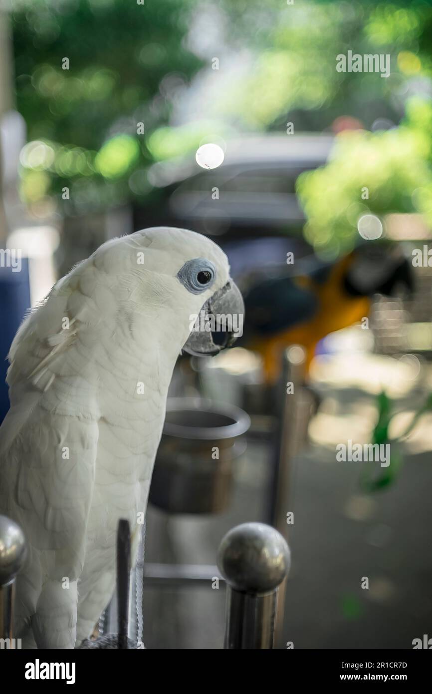 Parrot, Budgies are beautiful Close-up of parrot perching against black ...