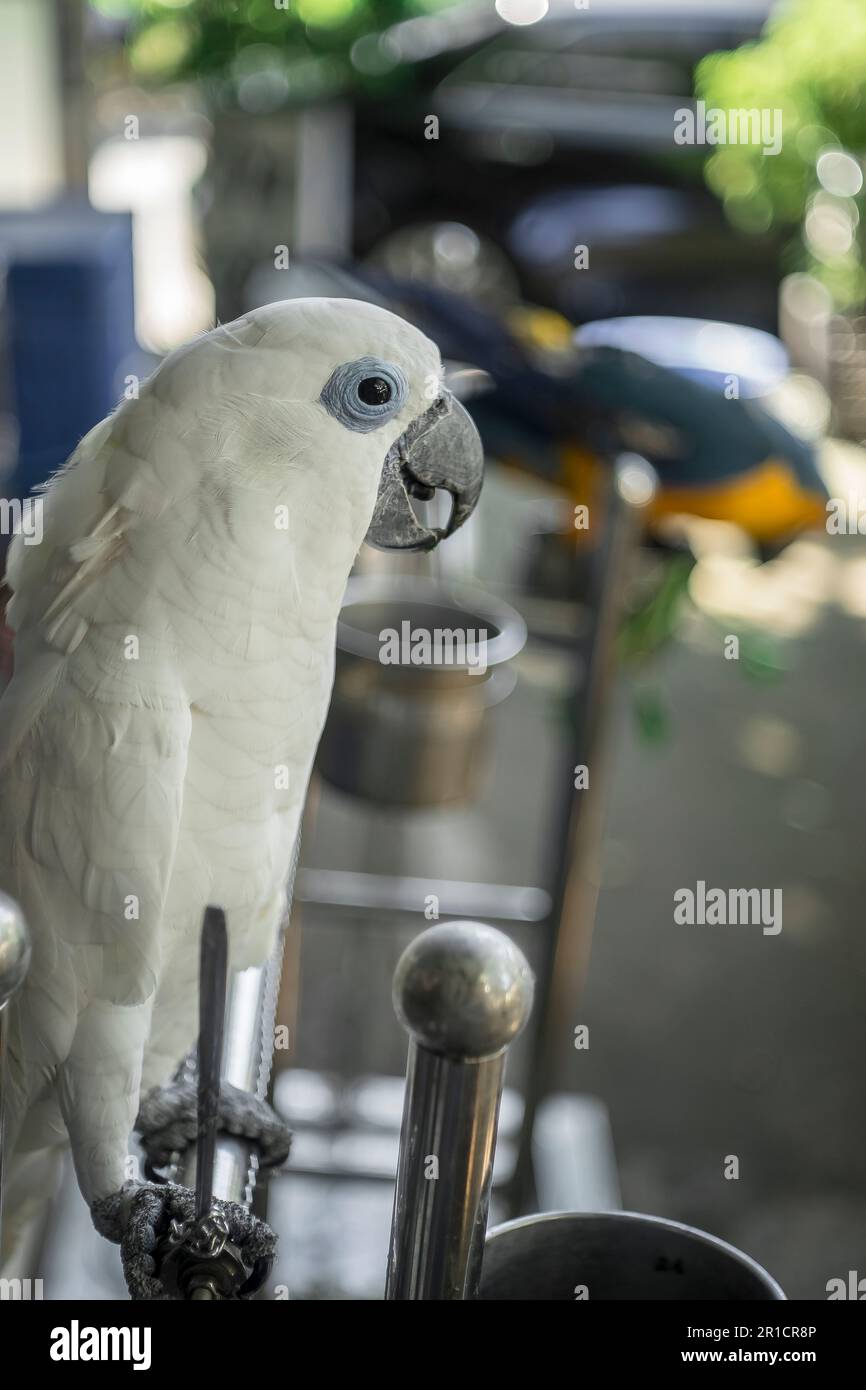 Parrot, Budgies are beautiful Close-up of parrot perching against black ...