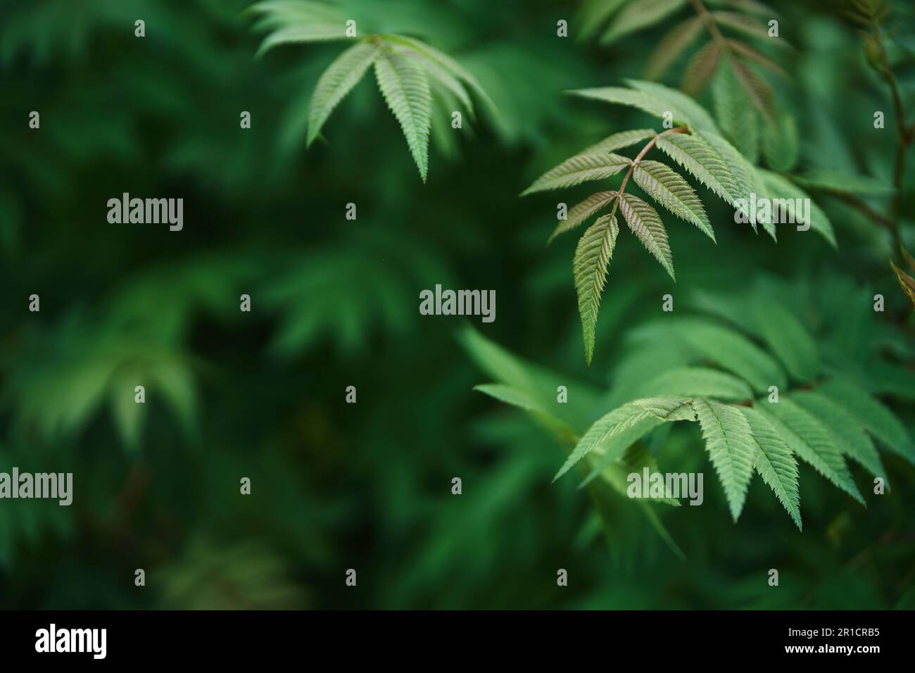 Sorbaria sorbifolia, the leaves of shrub. Green background, the plant ...
