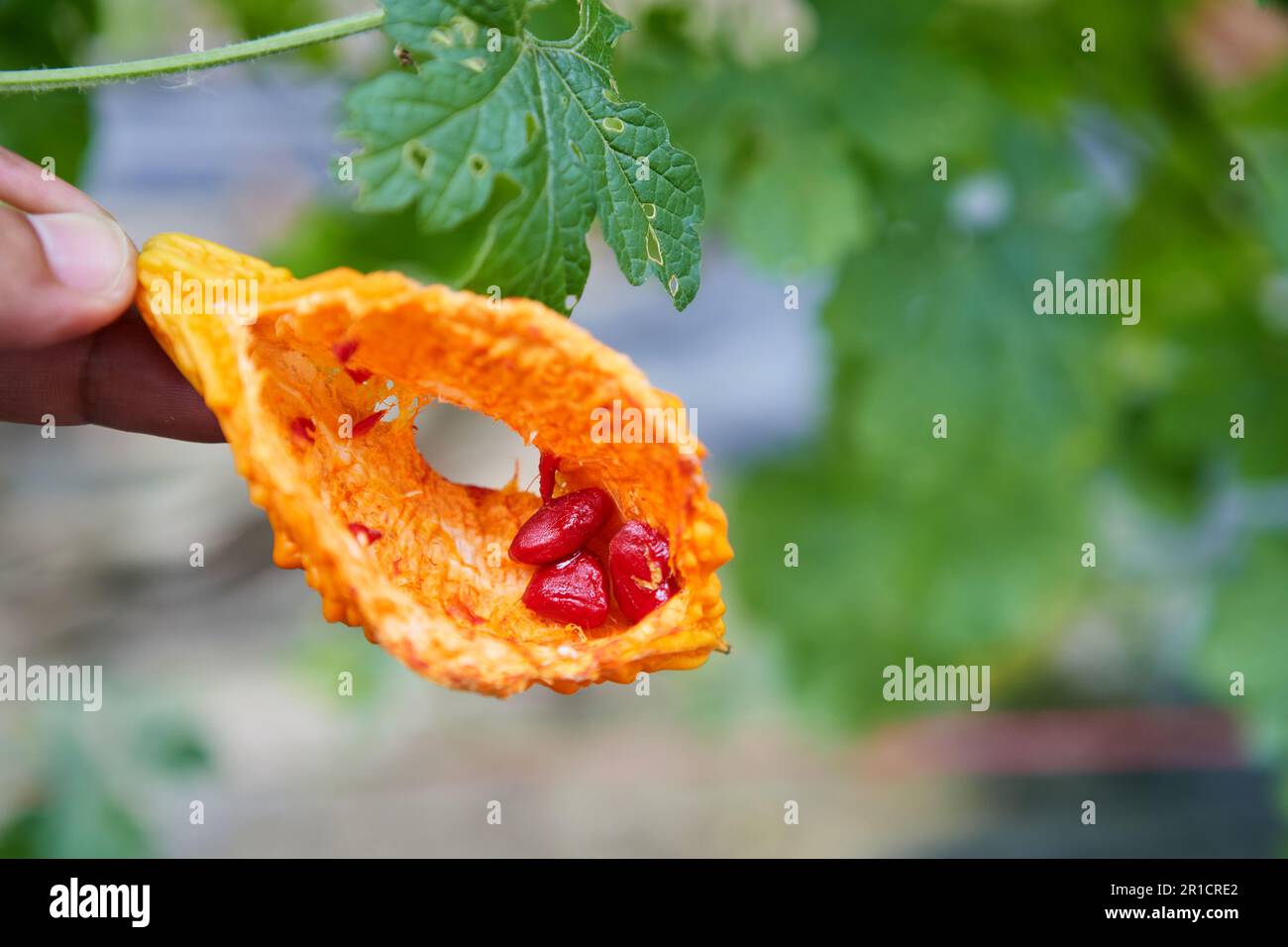 Ripe bitter gourd cracked on the vine Stock Photo - Alamy