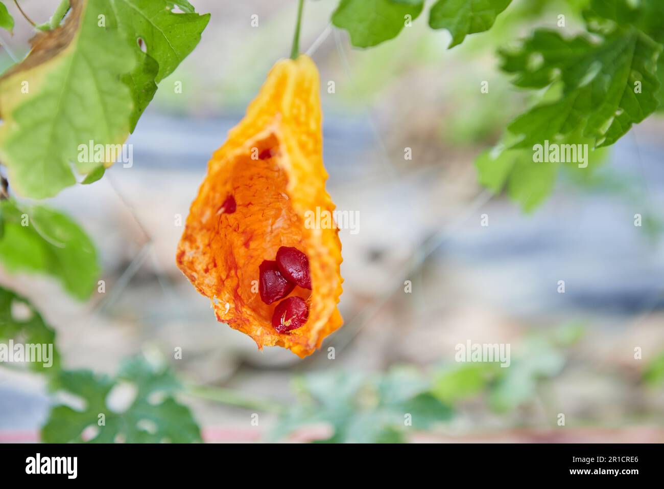 Bitter gourd texture hi-res stock photography and images - Alamy