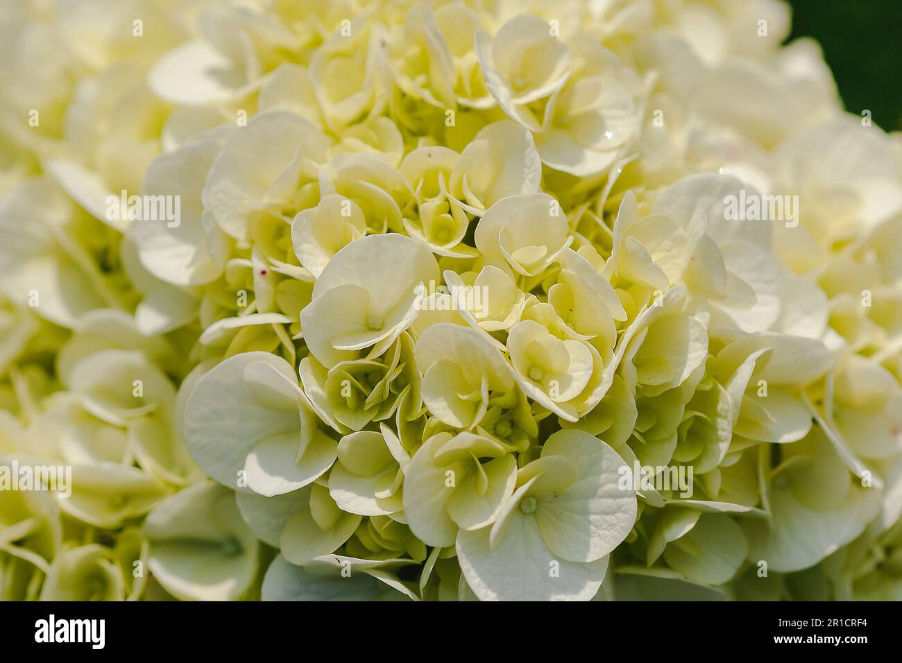 Yellow Hydrangea blooming in nature.Hydrangea is a genus of plants with ...