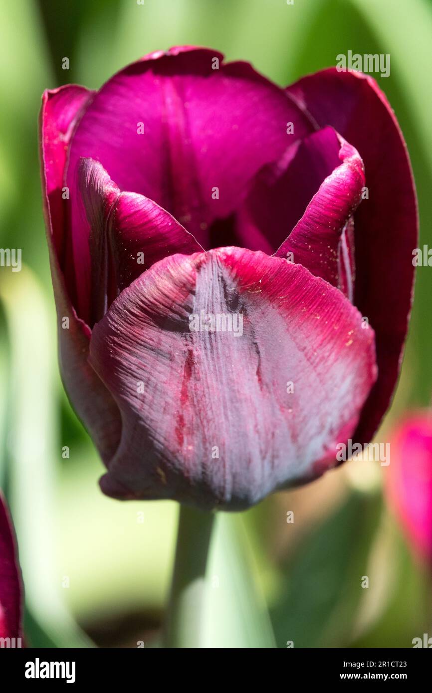 Ronaldo tulip flower hi-res stock photography and images - Alamy