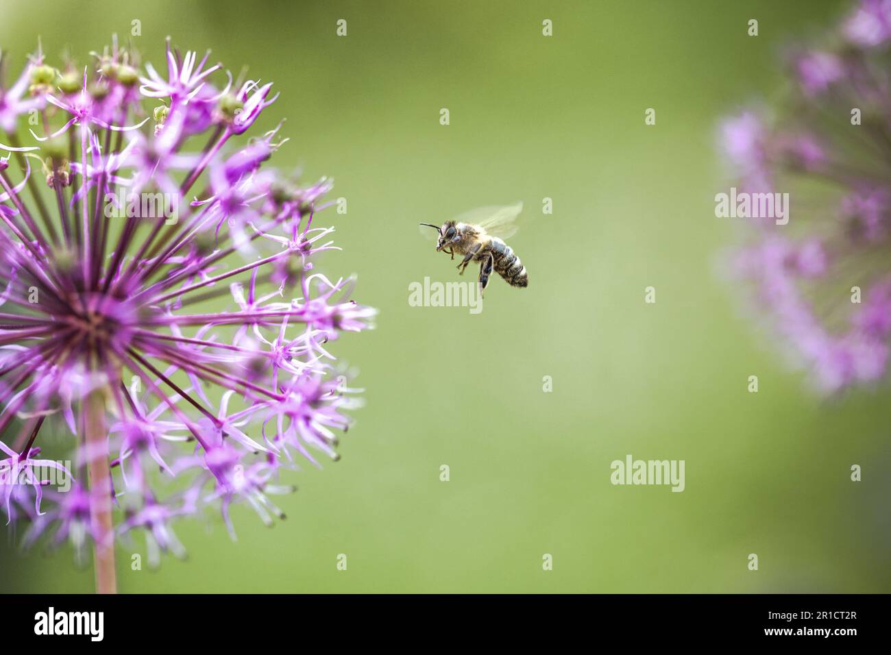 Bee fly from flower hi-res stock photography and images - Alamy