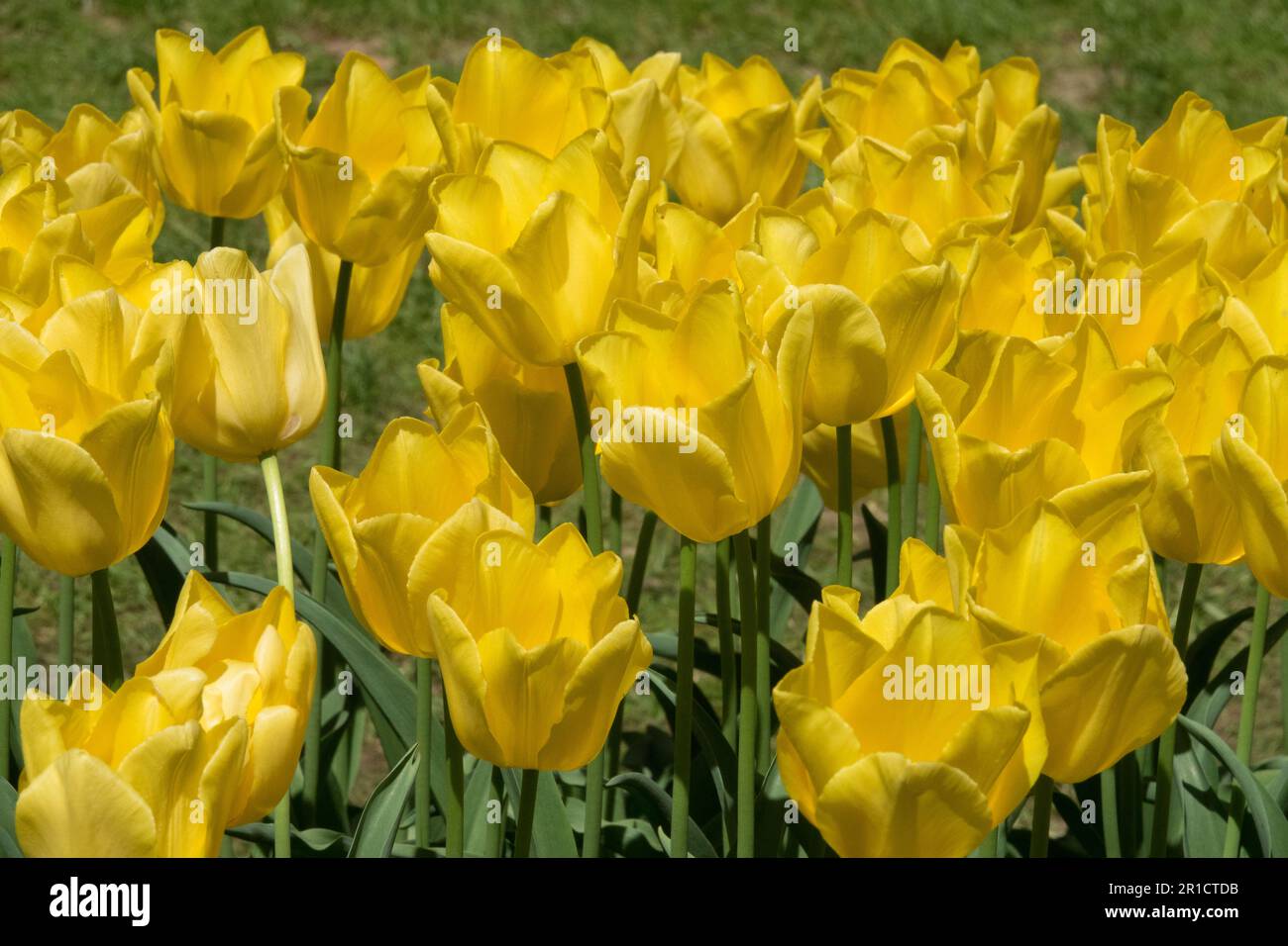 Yellow, Tulips, Flowers,Tulip "Friendship Stock Photo - Alamy