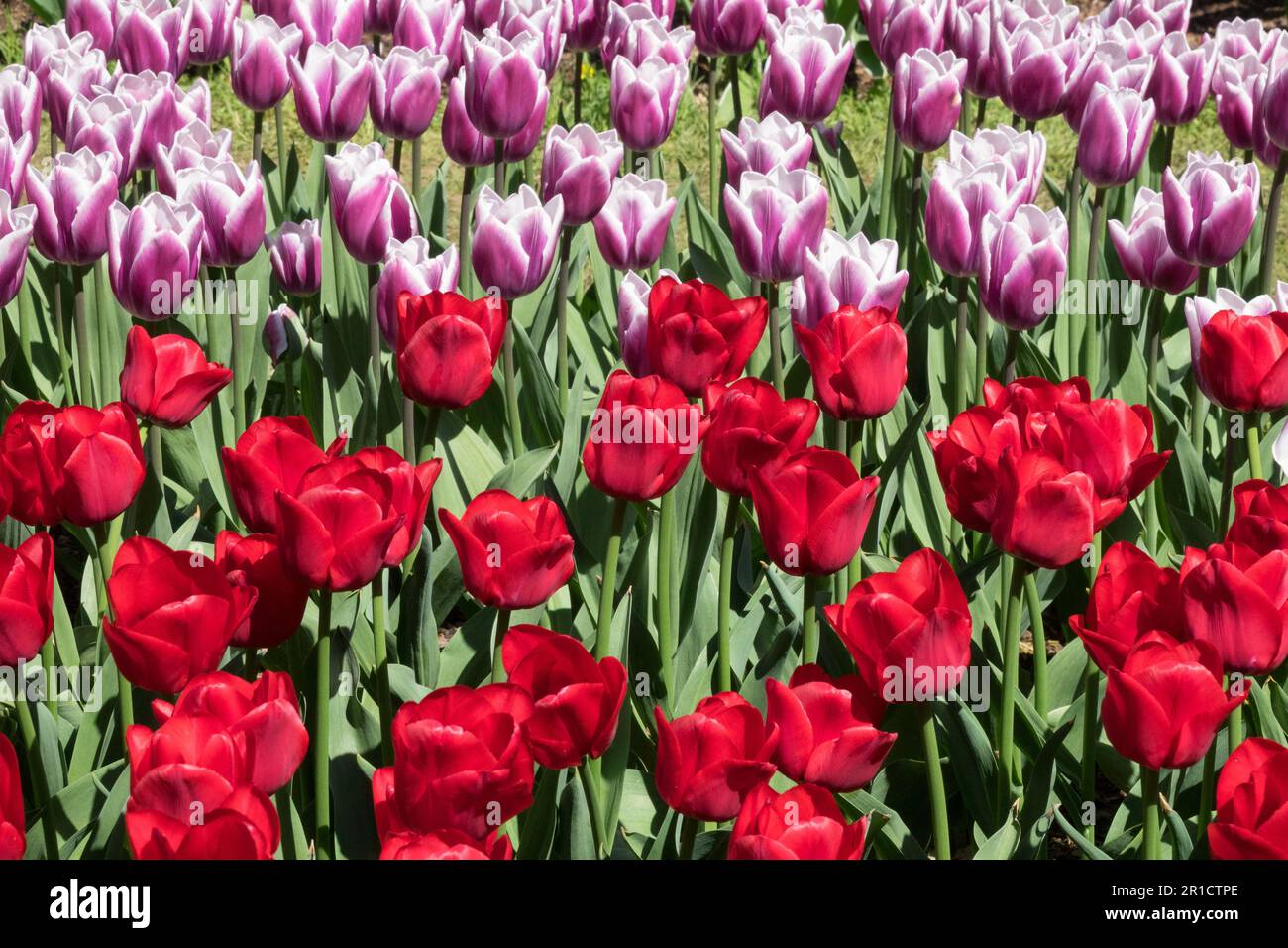 Red Pink Flowerbed, Garden, Mixed, Tulips, Red Tulip "Ile de France ...