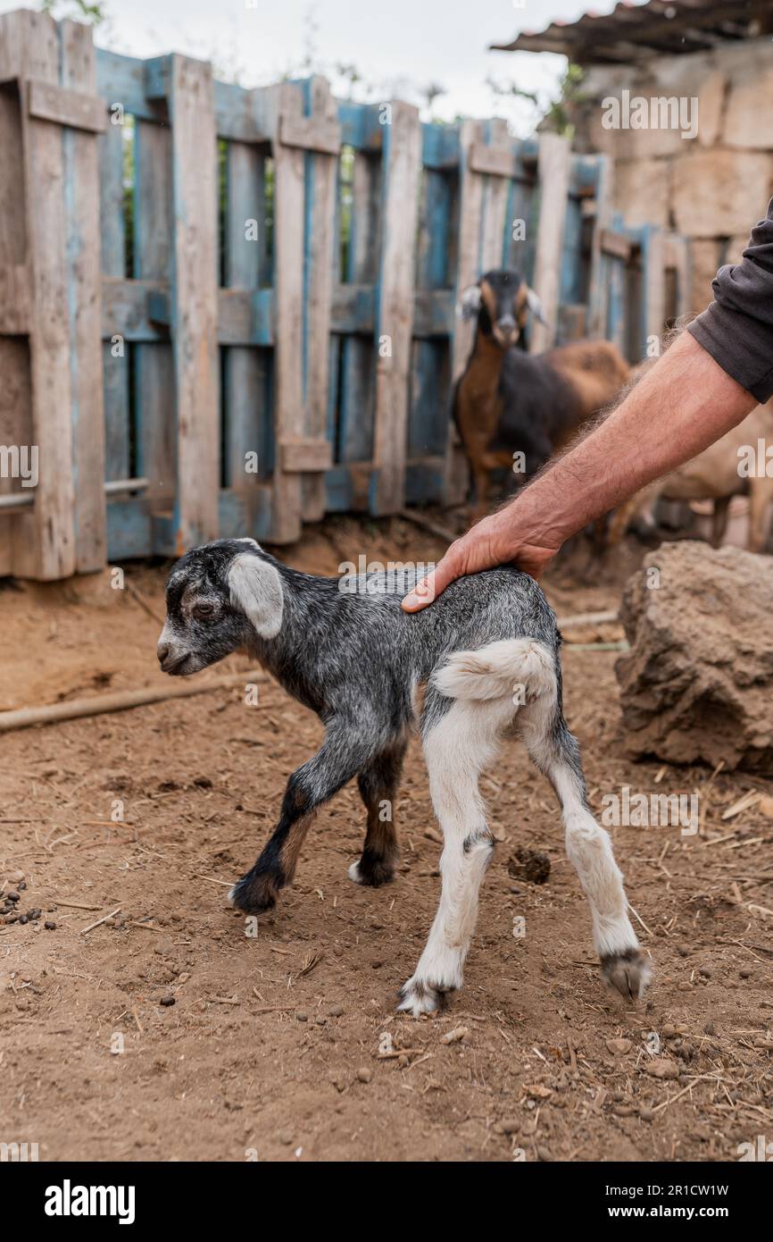 a farmer helps to walk a few days old goat . vertical composition Stock ...