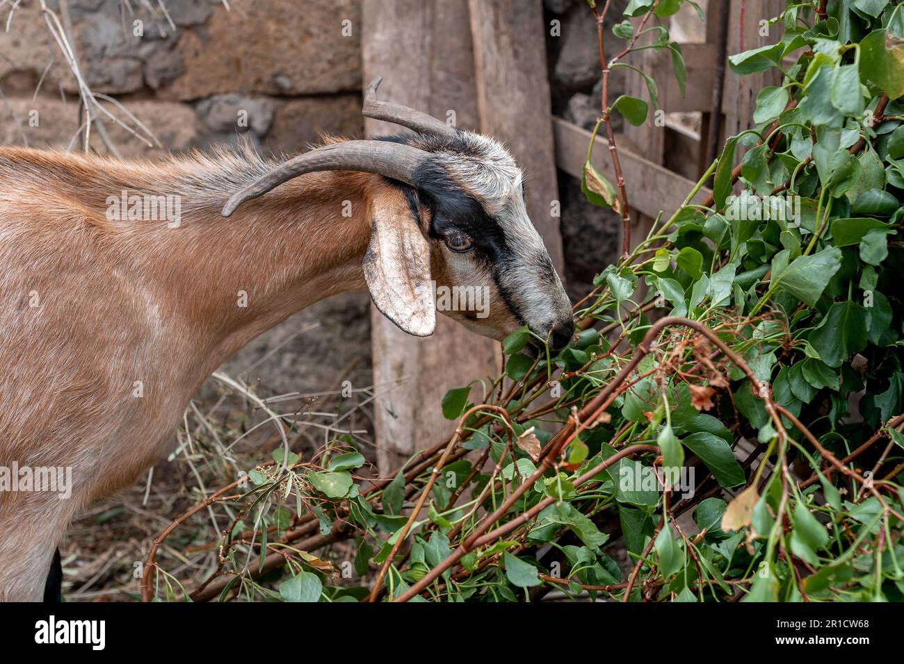 a brown goat eats leaves from the branches of a tree Stock Photo - Alamy