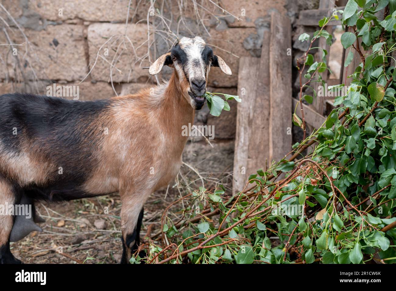 a brown goat eats leaves from the branches of a tree Stock Photo - Alamy