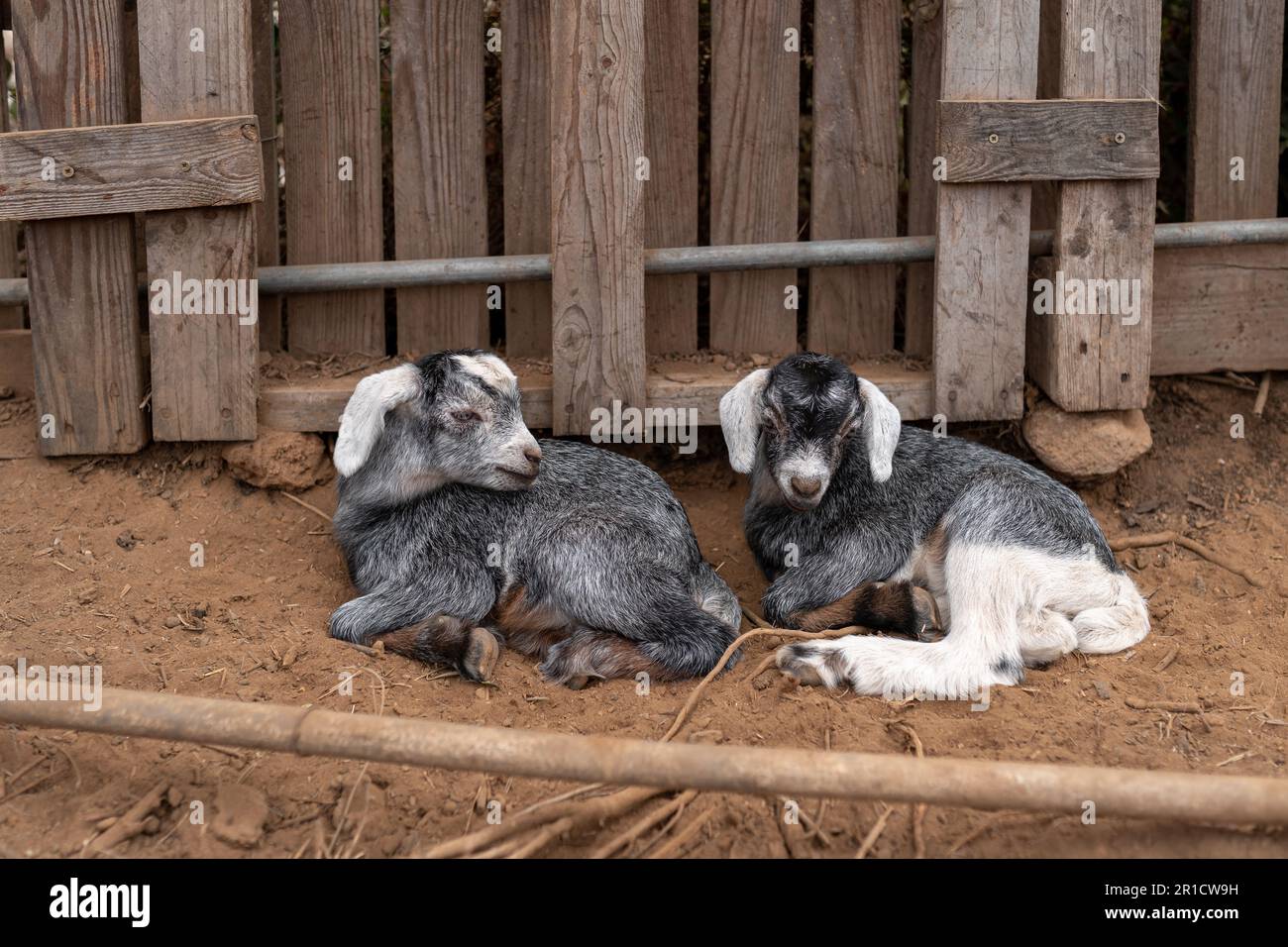 Baby goats lying on grass hi-res stock photography and images - Alamy