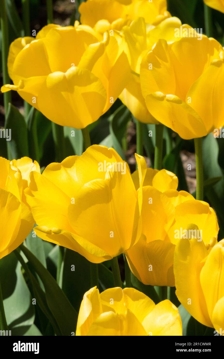 Tulip "Golden Apeldoorn" Yellow tulips Stock Photo - Alamy