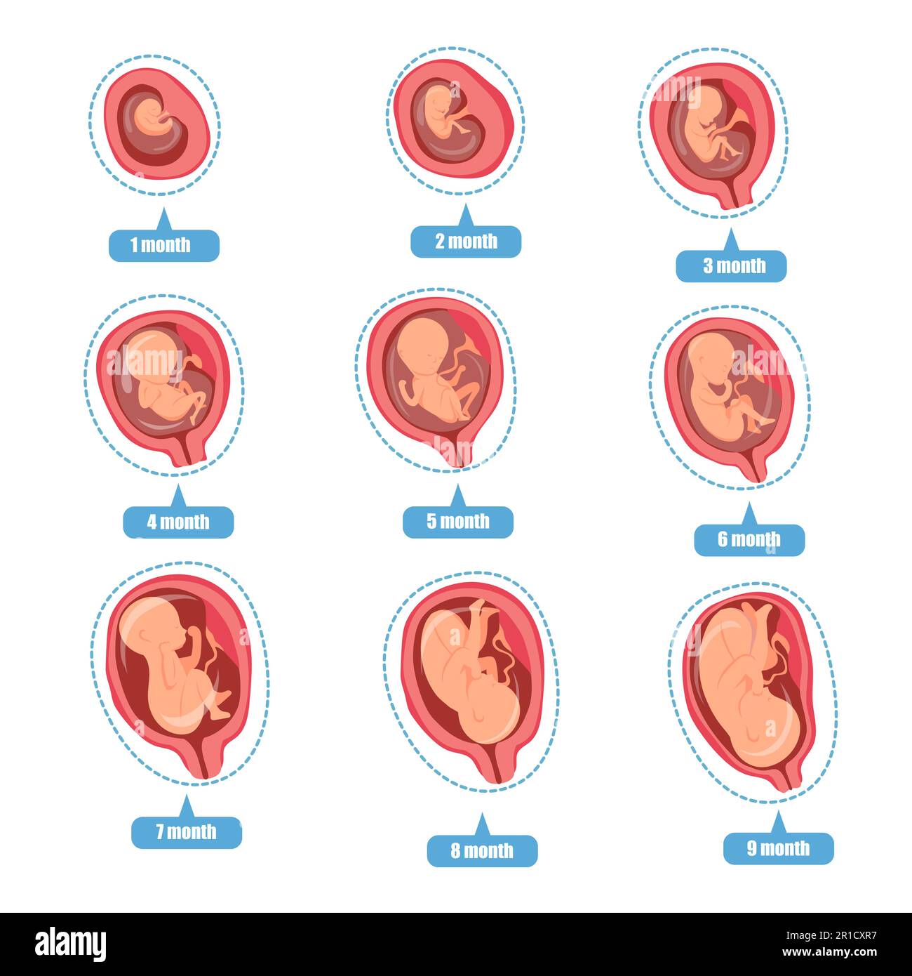 Fetal Development Vector Illustration Stock Vector Image And Art Alamy