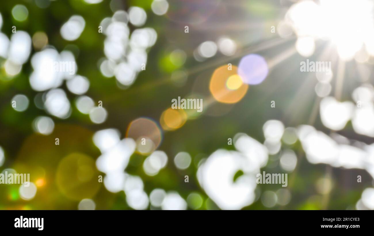 Concept for design blurred and defocused effect season. Daylight in ...