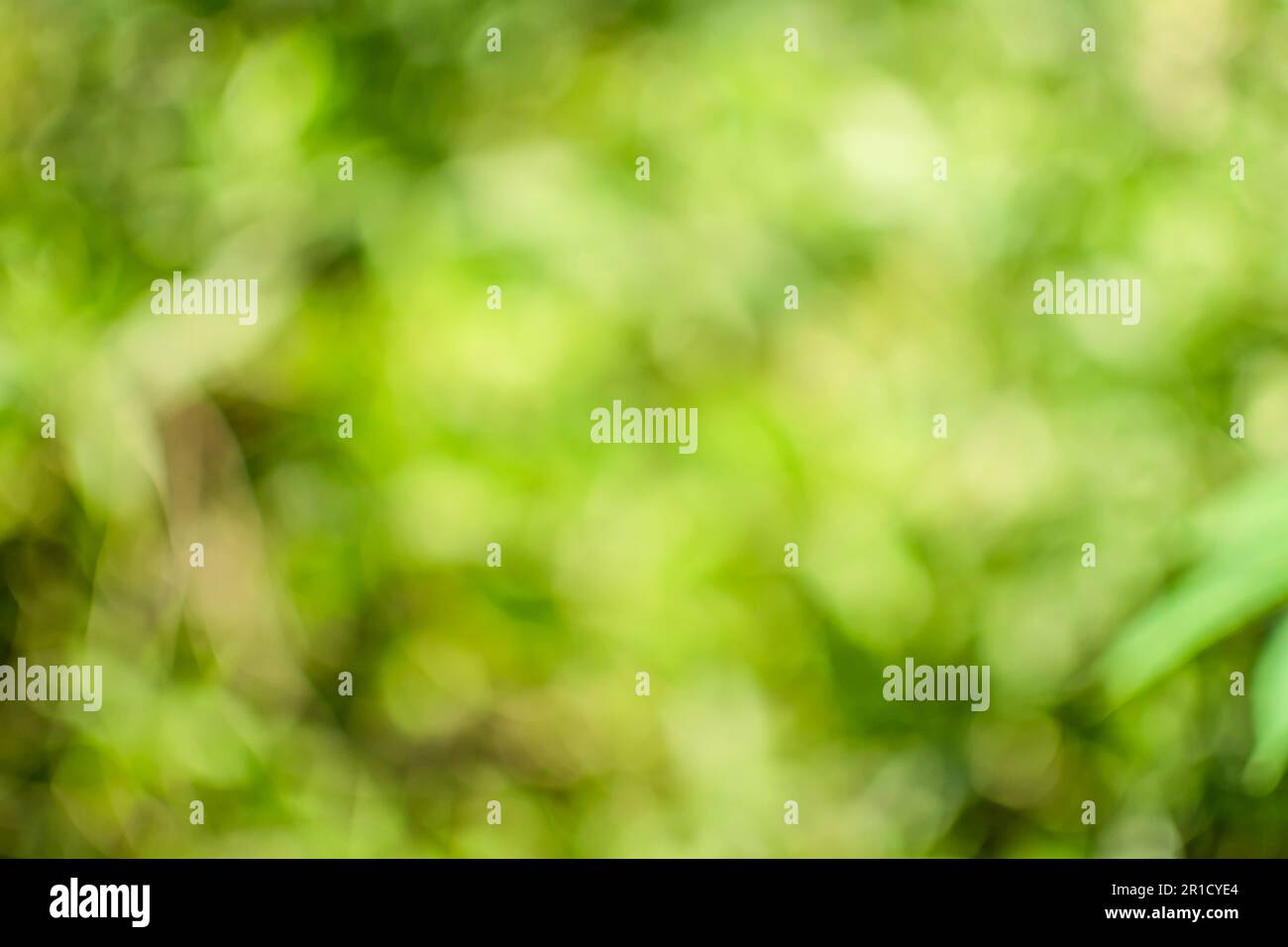 The concept for design blurred and defocused effect season. Abstract ...