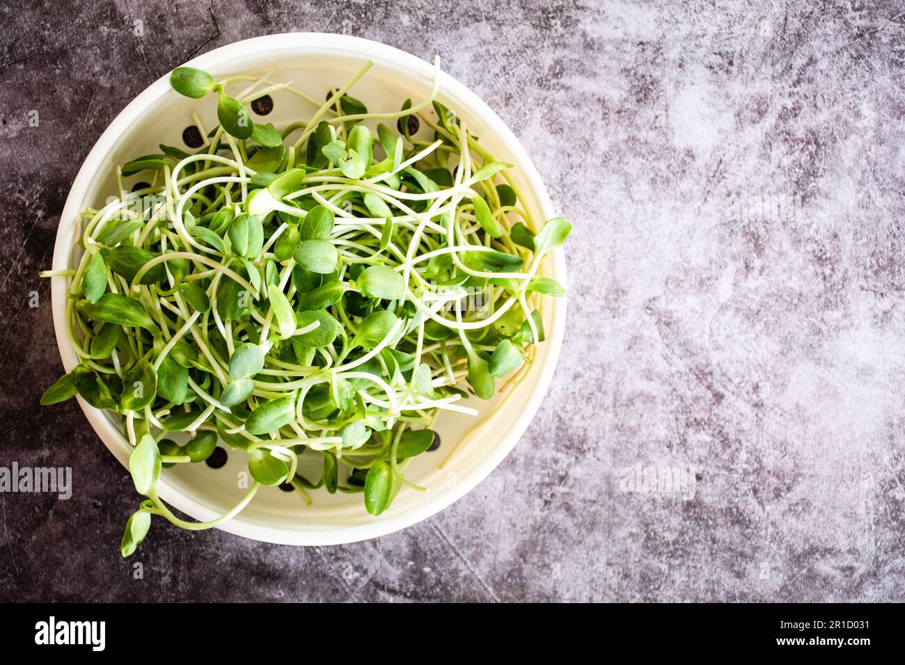 Top View, Many sunflower seedlings are housed in white containers that ...