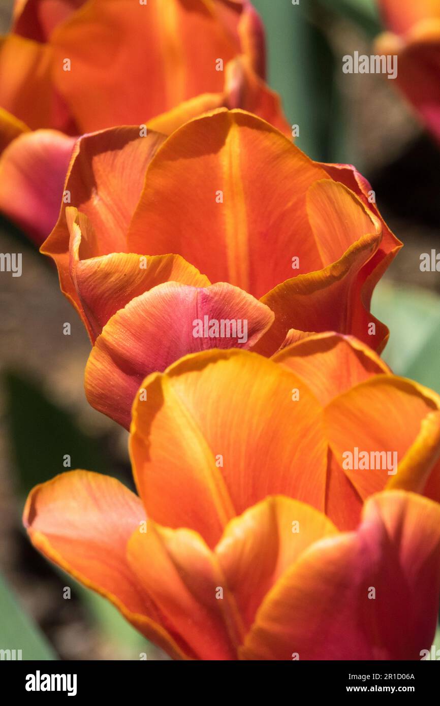 Tulip "Charade", Orange Tulips, Flowering, Triumph Tulip Stock Photo ...
