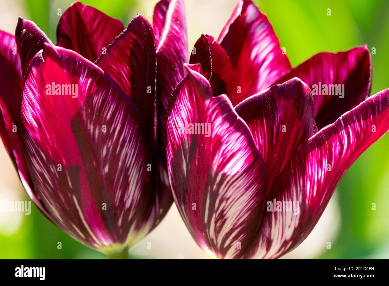 Tulipa havran hi-res stock photography and images - Alamy