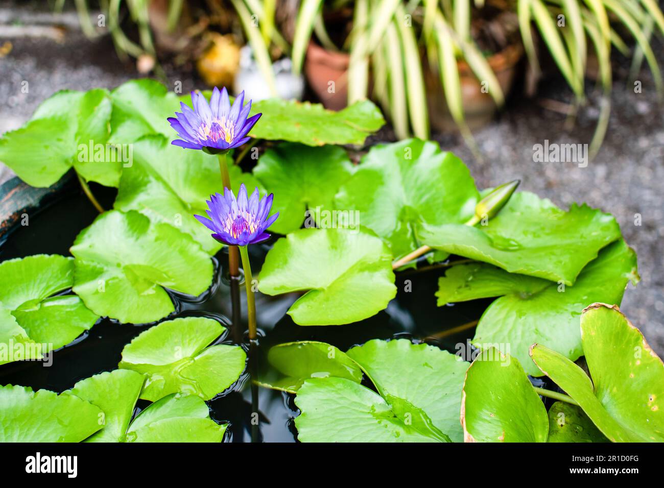 Close up a twin lotus are blooming together in a water jar with green ...