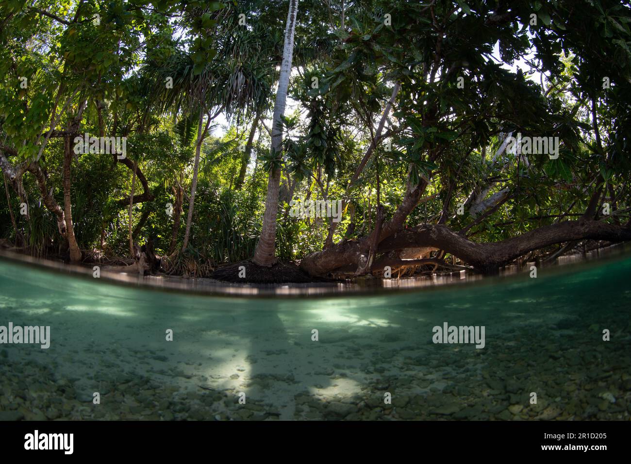 Sunlight filtering through a rainforest mixes with shadows on a shallow ...