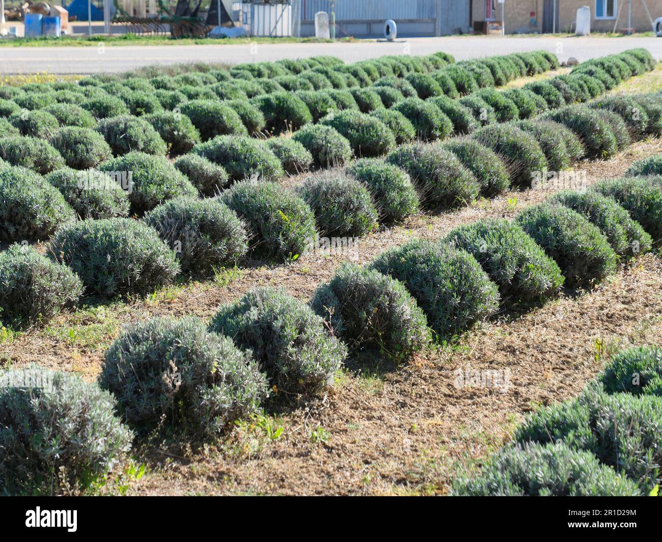 Lavender plants in rows Stock Photo - Alamy