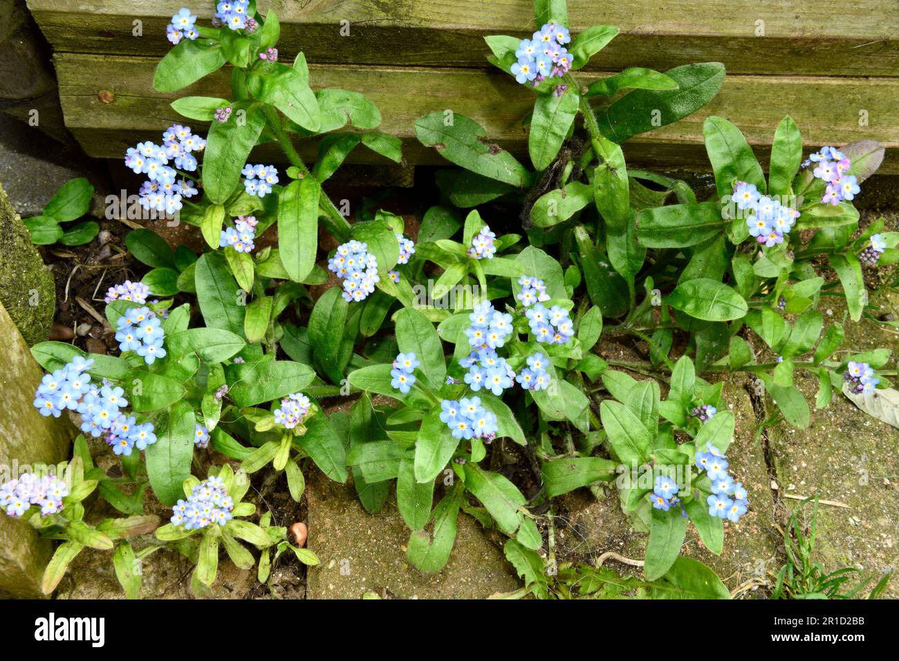 Forget Me Knots (Myosotis) in the Back Garden Hook Norton Oxfordshire ...