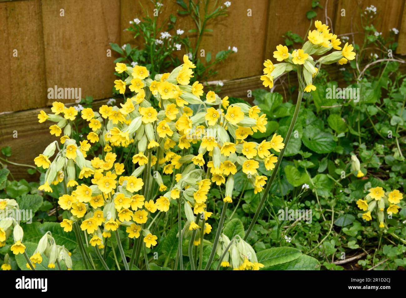 Cowslip (Primula veris) Flower growing in a Cotswold Garden Stock Photo ...