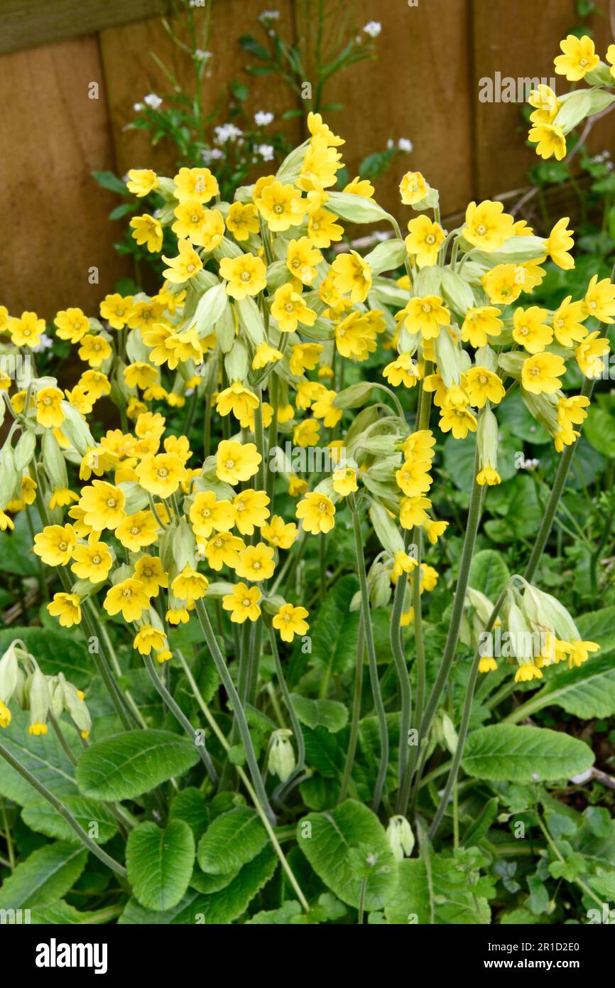 Cowslip (Primula veris) Flower growing in a Cotswold Garden Stock Photo ...