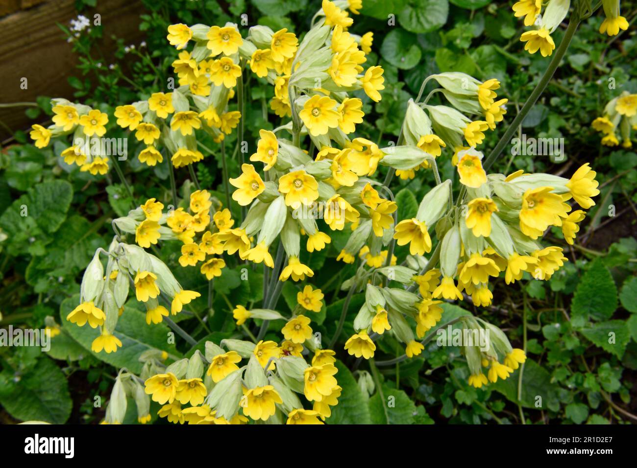 Cowslip (Primula veris) Flower growing in a Cotswold Garden Stock Photo ...