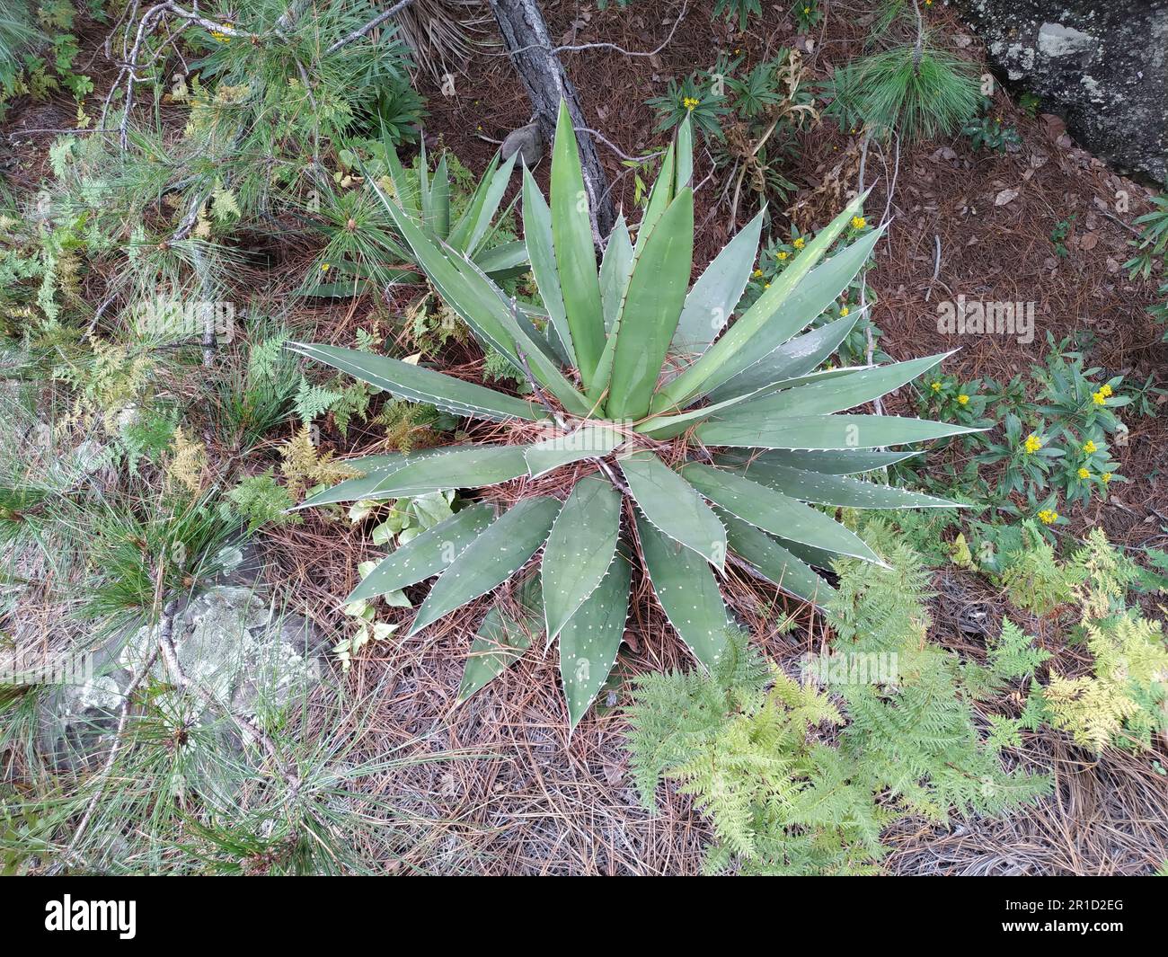 The green Agave plant with sharp leaves growing in the garden Stock ...