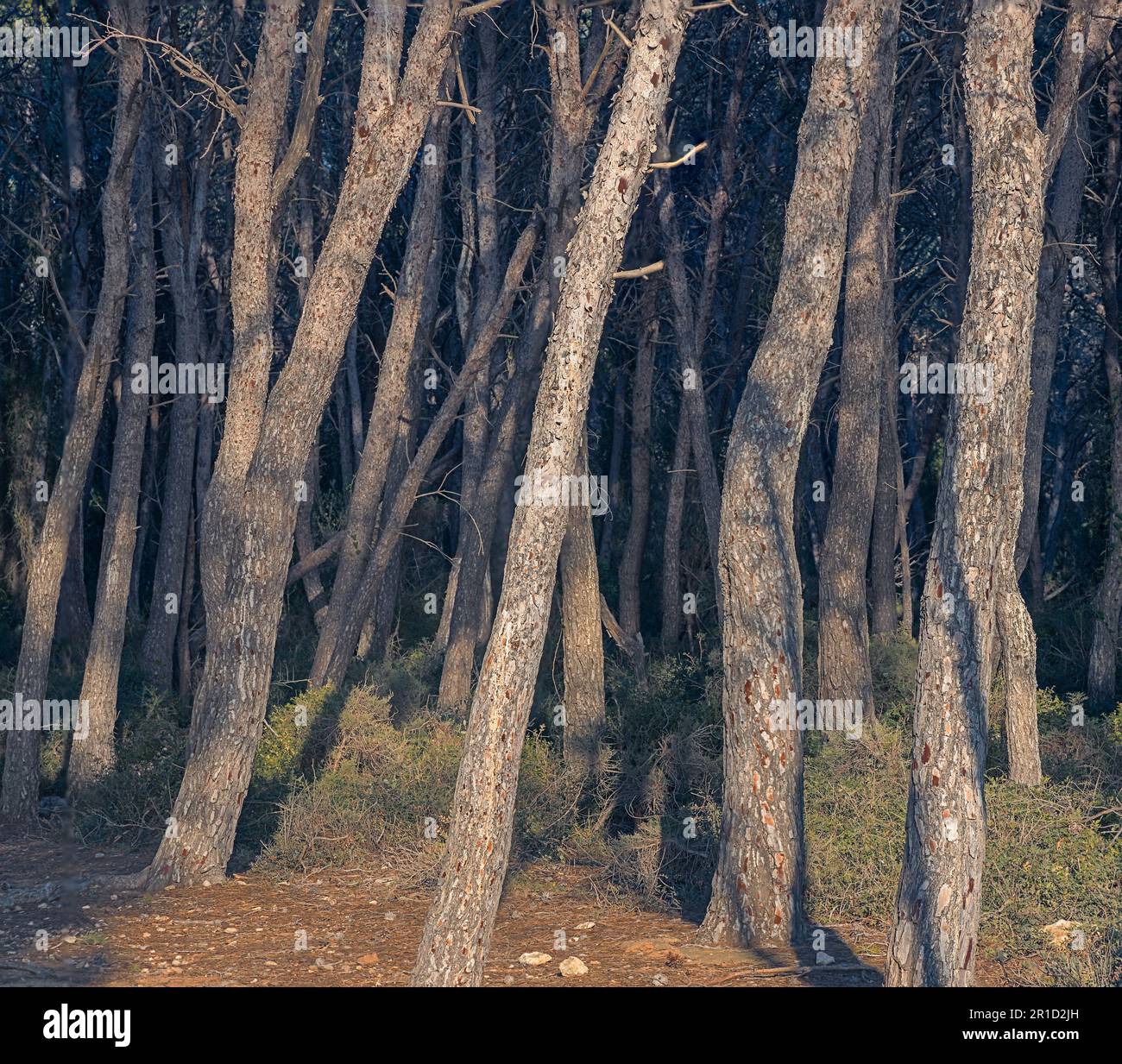 Leafy woodland hi-res stock photography and images - Alamy