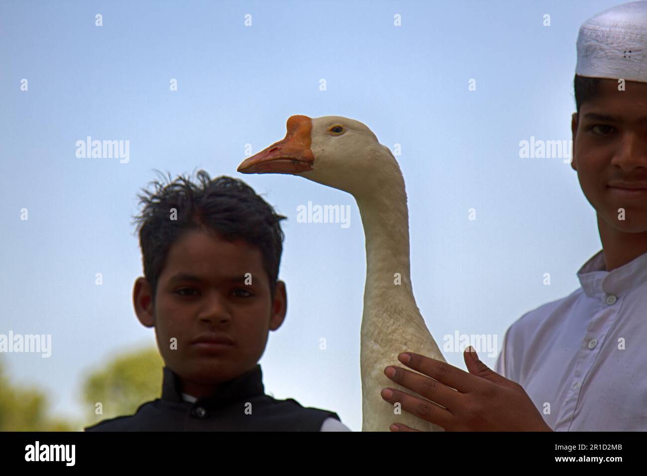 India, new Delhi - March 26, 2018: Indian breeders of geese with model ...